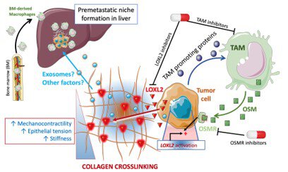 Macrophages direct cancer cells through a LOXL2- mediated metastatic ...
